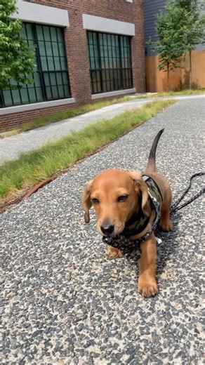 2.7M views · 606K reactions | Celebratory Thunder Paws Throwback for Wilson’s 4th Birthday! Who remembers baby Wilson? 凉 • • • #thunderpaws #throwback #dachshund #dogsofinstagram #wienerdog #happy #funny #cutepuppy #viralreels #trending #instaviral #happybirthday #asmrsounds | Wilson the Wiener | Facebook