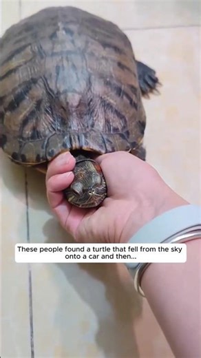 Rescuing a Turtle After a Shocking Fall 🐢💔 | Emergency Help & Care ❤️