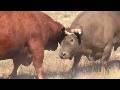 BINLADEN E OUTROS RAPIDINHAS 2016