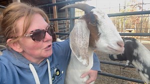 20K views · 418 reactions | Hunting Tonight #fox #predator #farm !!!! | Snead’s Farmhouse | Facebook