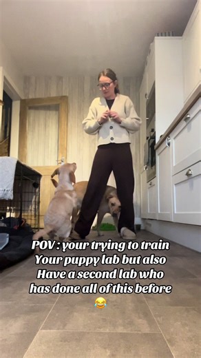 Training your Labrador puppy when you already have a Labrador is quite challenging 😂 I don’t want to leave Max out but at the same time he keeps stealing the show 😂 … and the treats ! 😂 Has anyone been in this situation before ? #labradorpuppy #labradorsoftiktok #labrador #labradortraining #labradorlife