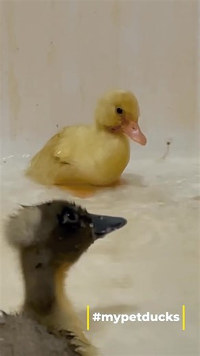 First bath for the newest additions to my feathered family. The little yellow ones are call ducklings: Jingle, Jangle, Jolly, Jack & Jesus (he was born Christmas morning 🤣) The dark ones are Matilda & Marg. All of them are just around 10-14 days old. | Pip, my pet duck and friends