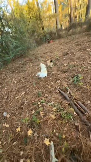 Chicken Lessons 101 🐓 | Ashlyn Carpenter Shook