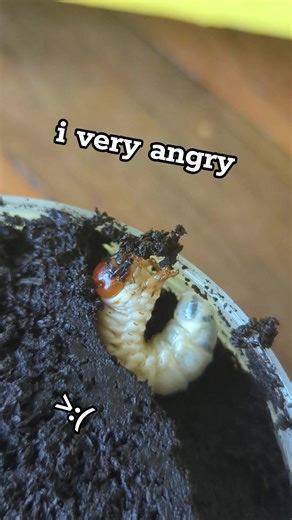 Cute Beetle Larva Bug TikTok Video