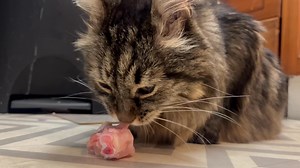 2K views · 59 reactions | Afraid of feeding your pet carnivore raw chicken? This is my cat. I adopted him in 2011. Can you imagine how much raw meat/organs/bones he’s eaten over all these years? Doesn’t he look happy? Oh, and his teeth are pristine having never been brushed or cleaned. Ever. | Pet Food Reviews | Facebook