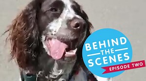 4.4K views · 96 reactions | We've visited the cattery, now it's time to meet the Blue Cross dogs! Join Jade on another trip behind the scenes at one of our busiest rehoming centres. We're working hard to help animals during this difficult time. To help us continue, please donate what you can. Thank you for your endless support.  | Blue Cross UK | Facebook