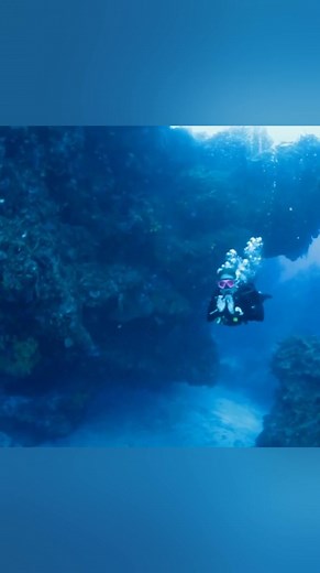 A fishing village turns into a scuba diving spot in Cozumel, Mexico. 🫶 #scubadiver #freediver #humpback #scuba #scubadiving #animals #amazing #marine #travel #underwater #underwaterphotography #underwaterworld #video #scubadive #scubadiverlife #ocean #marinelife #instatravel #traveling #travelgram #travelling #travelphotography #traveltheworld #travelblogger | Scuba Diver Life