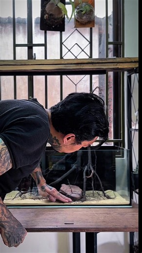 Setup đơn giản để nuôi Corydoras ❤️ #biotop #biotope #blackwater #corydoras #cáchuột #cácảnh #aquarium #aquariumtank #chill