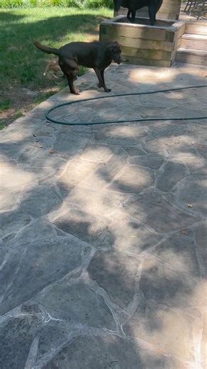 Looking to add a new exercise routine for your "lazy labs?" Look no further than little Olivia, who is sure to put them through their paces. Don't worry, she settles down and is as cuddly and cute as she is active, plus she made it out of the shelter today, so she's particularly joyful. Olivia is not with ALR, but we are hanging on to her while her rescue makes room. In the meantime, if you would like to foster to adopt this little girl, please email us at atlantalab979@gmail.com | Atlanta Lab R