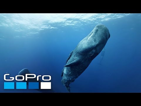 GoPro VR: Diving with Sperm Whales in Mauritius