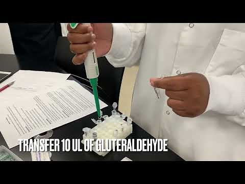 Tetrahymena Cytoskeleton Lab | Observing Motility and Phagocytosis Under Microscope