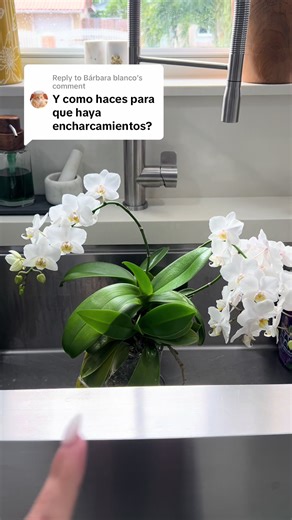 Essential Care Tips for Orchids: A Complete Guide