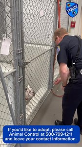211K views · 2.4K reactions | A large number of dogs rescued by the WPD are in need of adoption. Call Animal Control at 508-799-1211 if you are interested in fostering or adopting. | Worcester Police Department (Official) | Facebook