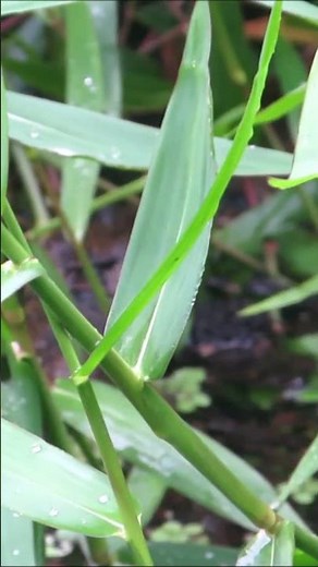 Spectacled Caiman (Caiman crocodilus) #reptiles #costaricawildlife #caiman
