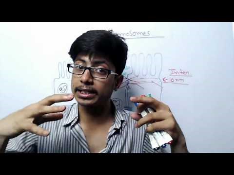 Tight junctions, desmosomes and gap junctions