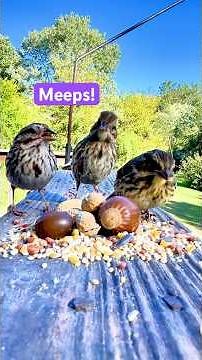 Meeps!