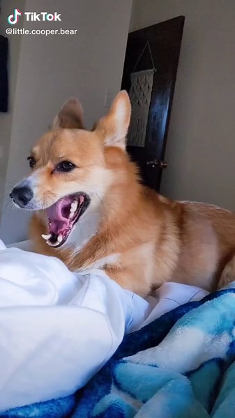 Adorable Corgi Howling for Breakfast