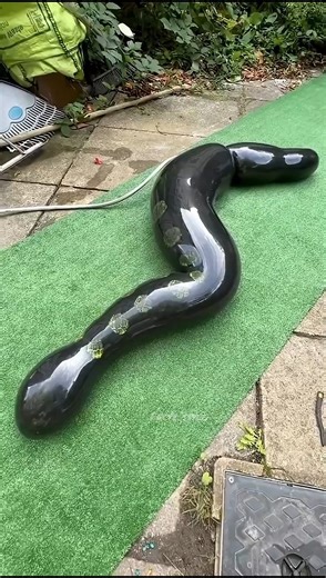 They put water inside a rubber snake and made it into a python 😳