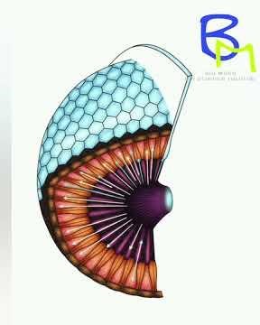 EYE OF COCKROACH & VISION MECHANISM #entomology #vector #shortvideo # #biology #insects #cockroach