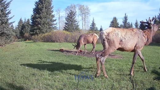 HAWS Mythbuster: Salt blocks "do not" attract predators. Prey animals do attract predators. There are some pretty misinformed people out there trying to propegate a narrative that our salt blocks are attracting predators and killing wild horses. Our message is grow up! | Help Alberta Wildies Society