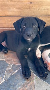 It’s tough being an adorable puppy. 😍🥰 Slay is an eleven week old boy waiting patiently for his forever family. Fill out an application to meet and make him yours! #adoptme #adoptablepuppy | Stealing Hearts Rescue
