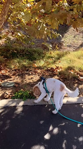 Enrichment walk with Million 😄 #enrichment #enrichmentwalk #dogwalker #dogtraining #dogtrainingmadefun #happydog #positivedogtraining #forcefreedogtraining | So Fetch Dog Training