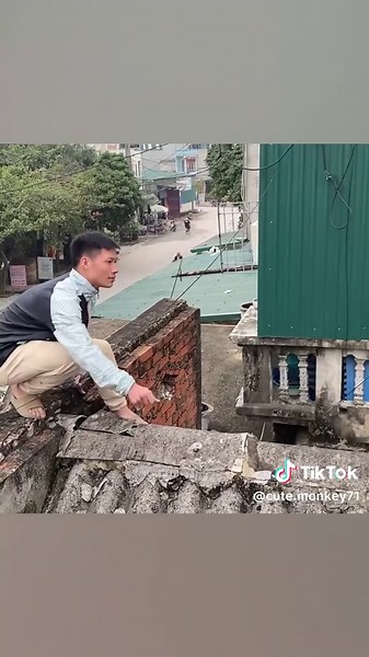 Cute monkey on TikTok