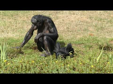 la Vallée des singes bonobo vidéo 4k