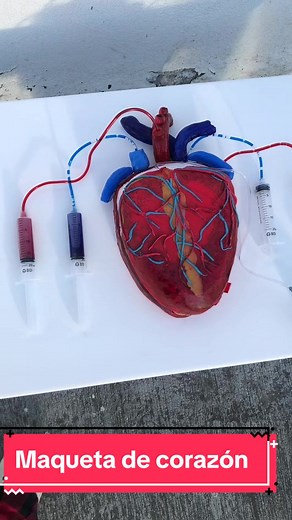 Maqueta Funcional de Corazón - Maquetas Escolares y Anatomía