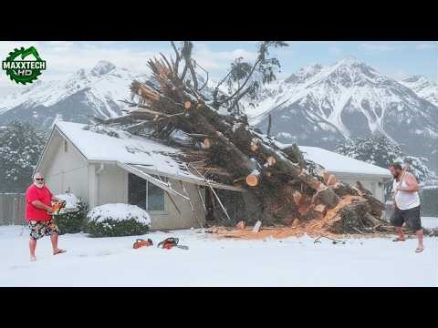 Idiots With Chainsaws: Tree Cutting Fails & Heavy Equipment Fails #51