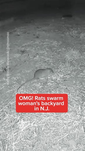 N.J. suburb plagued by huge rats and no one knows who to blame