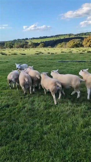 2.9K views | ‼️TOMORROW AT LANCASTER‼️ HILL FAIR DAY-Sale of all classes of breeding rams, breeding ewes, gimmer shearlings & gimmer lambs followed by store lambs PD Pye, Marl House Friday 10th OctoberLancaster ⏰12:30pm Catalogue➡️ https://issuu.com/345081/docs/hill_fair_day_041025?ff | North West Auctions | Facebook