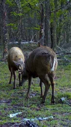 El ciclo anual de las astas del huemul