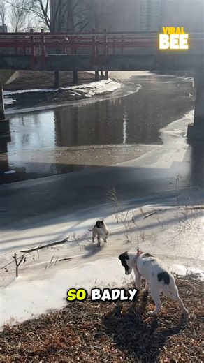 He tried so hard to cross the frozen patch, but the ice had other plans. Every step sent his paws sliding in the wrong direction, turning determination into the cutest little struggle. His friend stood watching, unsure whether to help or cheer him on. Moments like this remind you how pure dogs really are. | Viral Bee