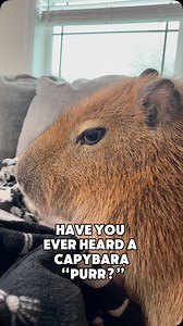 27K views · 2.1K reactions | Both of our capybaras make a low...