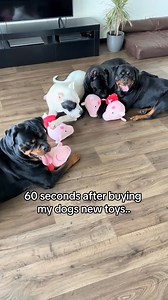 5.1K views · 72 reactions | poor Peppa pigs  #dogs #funnydogs #dogsoftiktok | Maverick Carter Vlog | Facebook