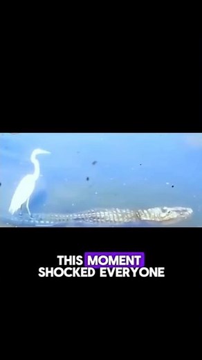 “Shocking Animal Attacks… Saved by Dogs”