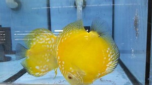 Yellow Rafflesia first time spawn. #discus #discusfish #discus_fish #discusbreeding #freshwater #aquariumhobby | Jack Wattley Discus