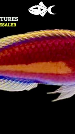 🐡🪸 IN STOCK NOW @ SDC! Go to “The Furnace” (WYSIWYG) @ SeaDwelling.com to see what you can get from your LFS! Tag your local fish store (LFS) and tell them what you want from SeaDwelling.com. Subscribe to SDC’s YouTube Channel https://youtube.com/@seadwellingcreatures310 https://tinyurl.com/SDC-Links Looking 👀 for a retailer that offers our live stock? Contact support@seadwelling.com SeaDwelling.com Please like on 👍🏻 YouTube 👍🏻 Facebook and 👍🏻 Instagram http://www.facebook.com/seadwelli