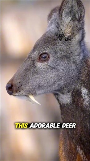 Meet the Real-Life Vampire Deer With Fangs!