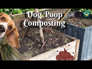How to Compost Dog Poop? How to Compost Dog Feces? How to Compost Dog Manure?