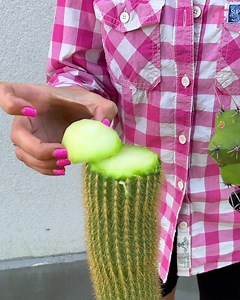 23K views · 27 reactions | Cómo crear un cactus inusual en lugar de dos ordinarios. | Fabiosa España | Facebook