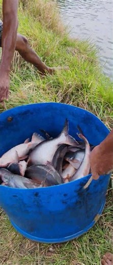 How to Make the Best Traditional Fish Trap (Khara Jal) | Catch Everything! 🕸️​