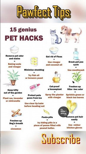 15 Genius Pet Hacks Every Pet Owner Should Know 🐶🐱 | Smart Vet-Approved Tips