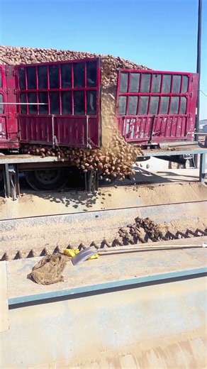 Massive Truck Unloading Thousands of Freshly Harvested Potatoes
