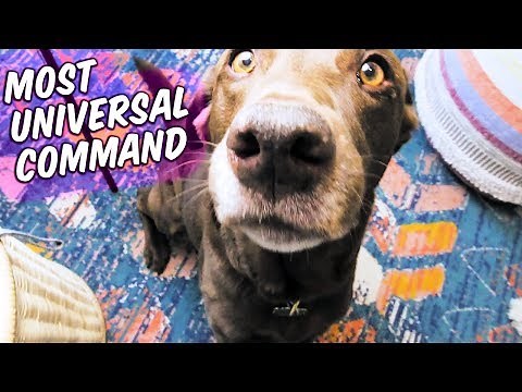 Teaching Touch Command 🐶 Something every dog needs to know