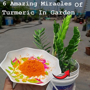 How to make turmeric compost at home | Easy method to use turmeric powder for garden plants | Rana Craft