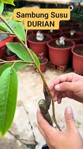 34K views · 5K reactions | Sambung susu bibit durian #grafting #layering #sambungsusu #tutorial #perbanyakantanaman #graftingtechnique #nursery #durian #pembibitan #durianunggul #lampohbijeeh | Lampoh Bijeeh | Facebook