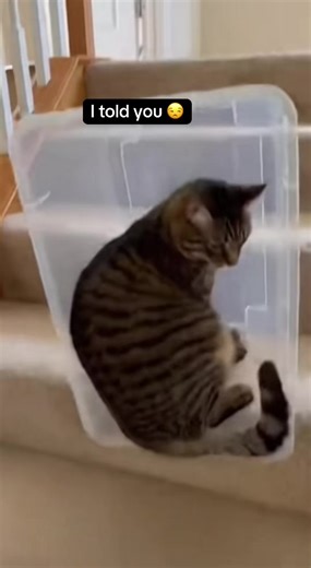 #funny #cat #catoftiktok #catmom | cat