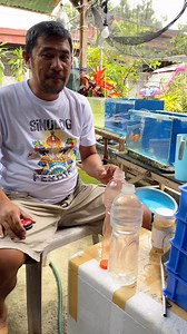 Pampatingkad kulay ng mga alagang isda RP Astaxanthin, proven and tested color enhancer #reelsvideo #goldfish #fish #hobby #pet | Migoy's Goldfish Place